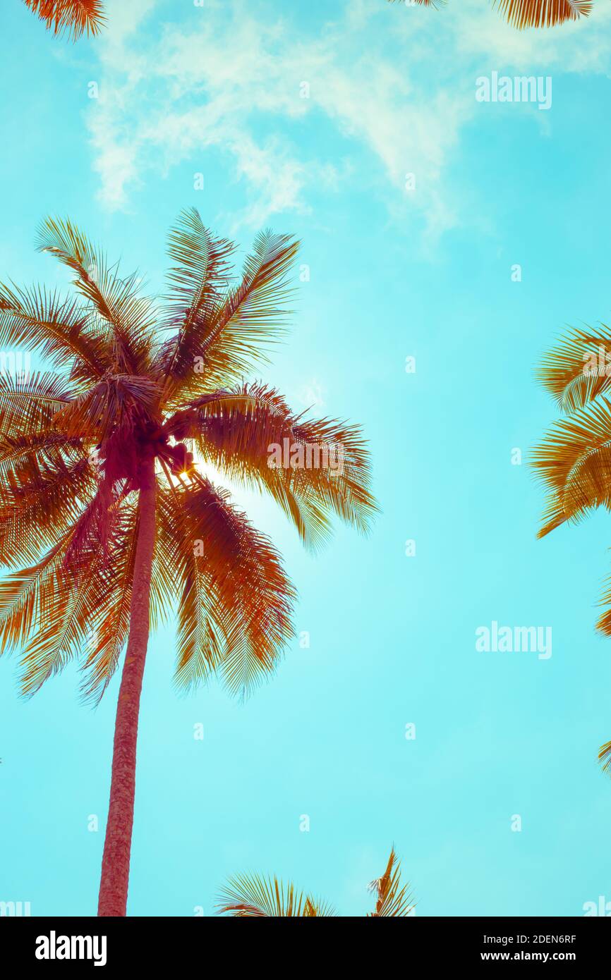 high palm tree against the sky. Travel and tourism to tropical ...
