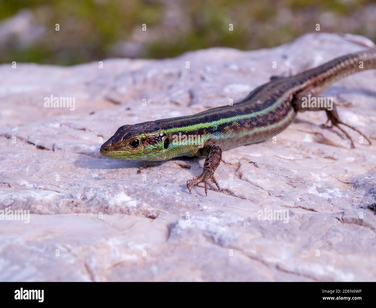 peloponnese wall lizard, podarcis peloponnesiaca in greece Stock Photo ...