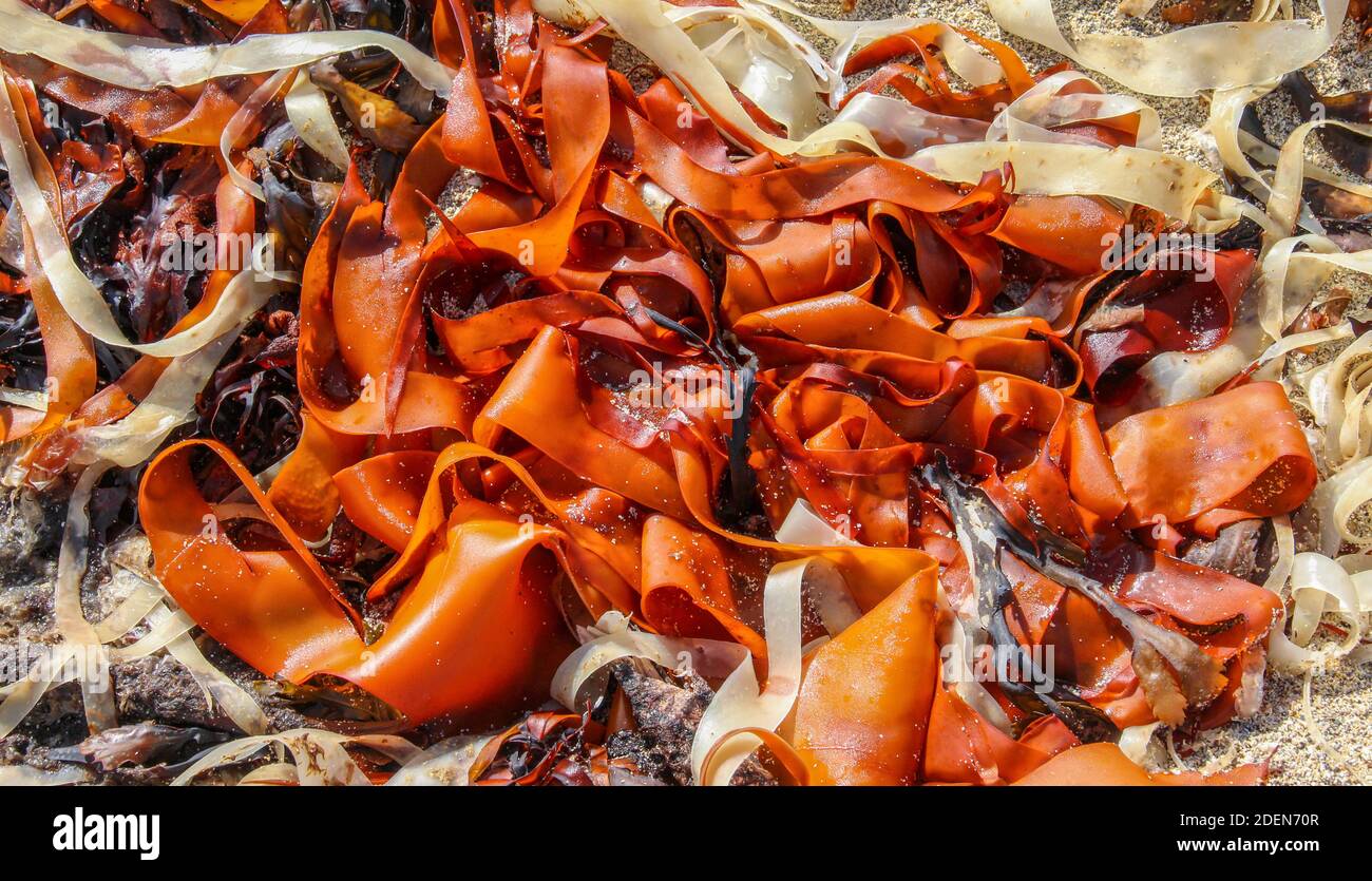 Seaweed pattern hi-res stock photography and images - Alamy