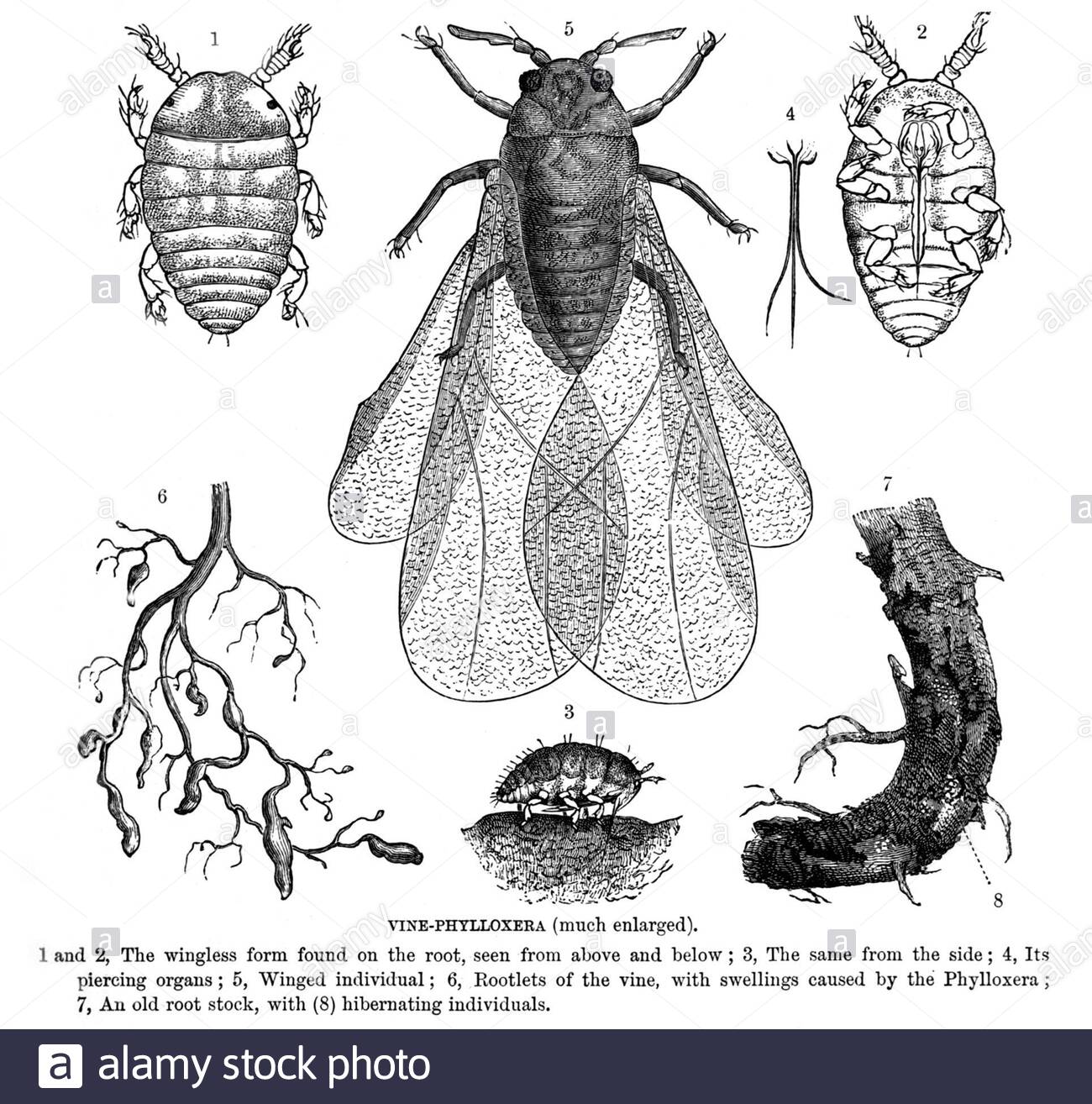 Grape vine illustrations Black and White Stock Photos & Images - Alamy