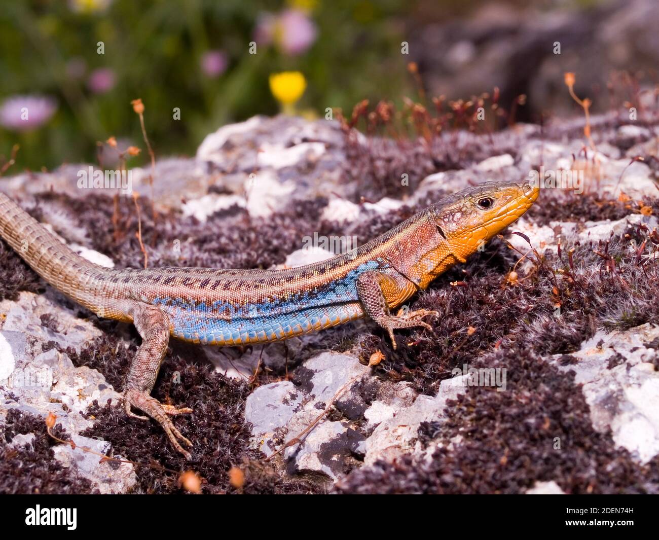 peloponnese wall lizard, podarcis peloponnesiaca in greece Stock Photo ...