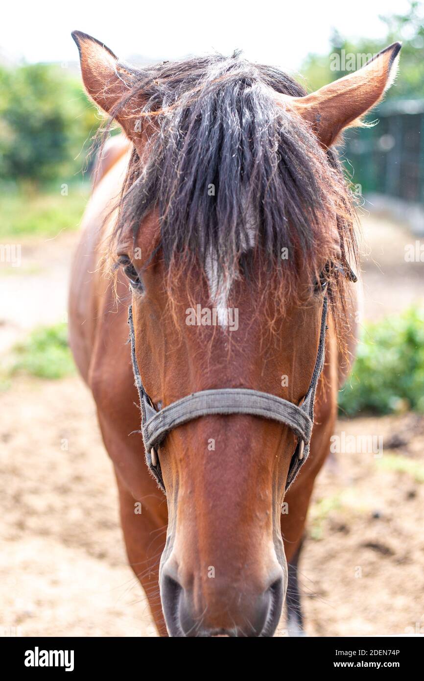 brown horse in full face. Horse portrait. Farm animals, work and care ...