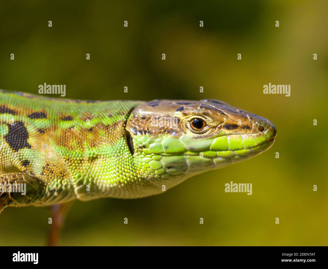 ruin lizard, podarcis siculus in croatia Stock Photo - Alamy