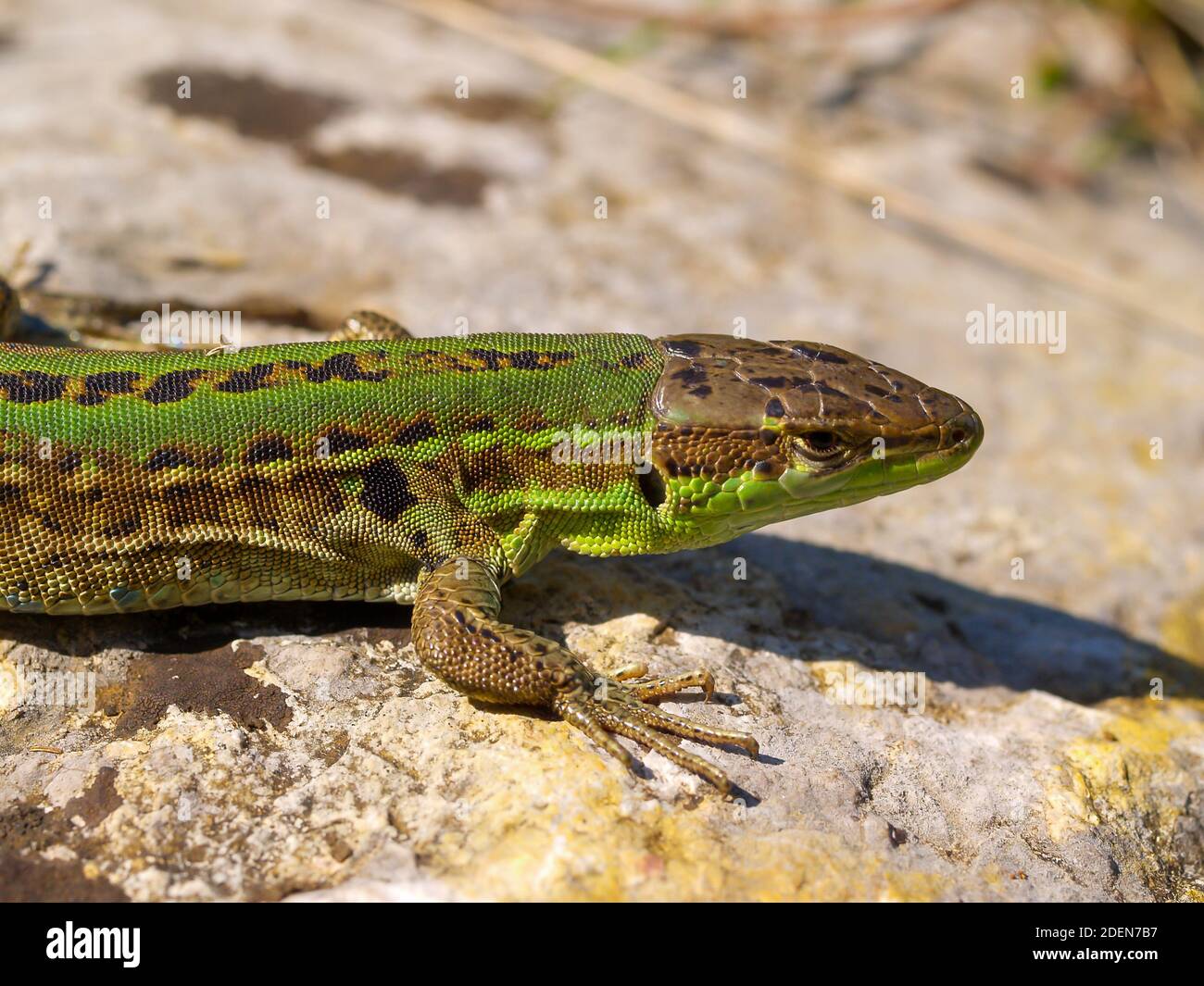 ruin lizard, podarcis siculus in croatia Stock Photo - Alamy