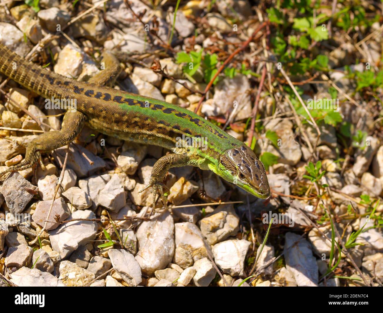 ruin lizard, podarcis siculus in croatia Stock Photo - Alamy