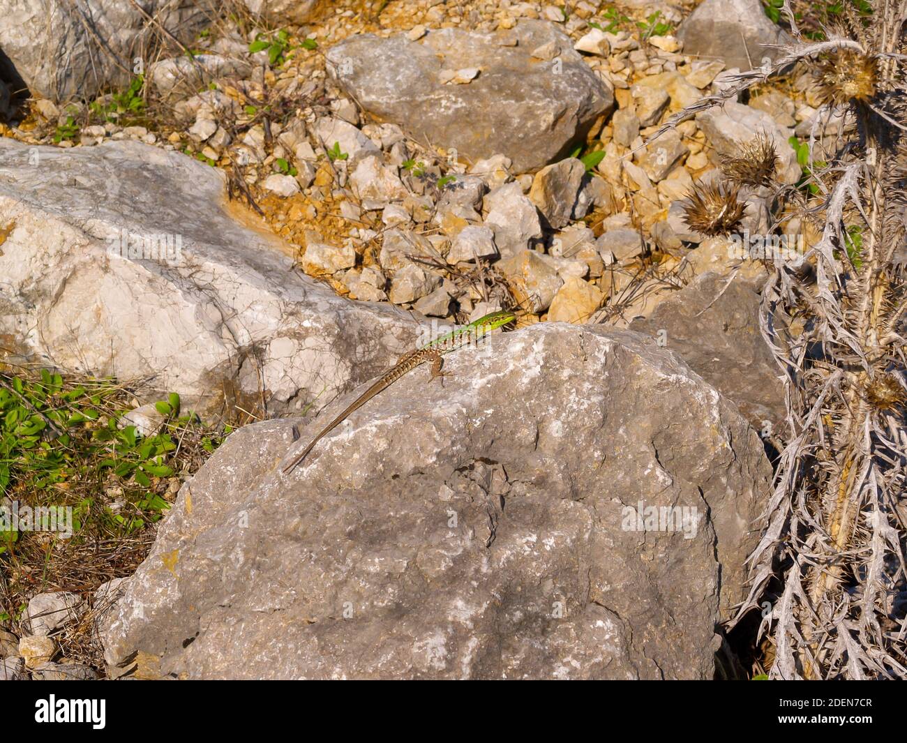 ruin lizard, podarcis siculus in croatia Stock Photo - Alamy
