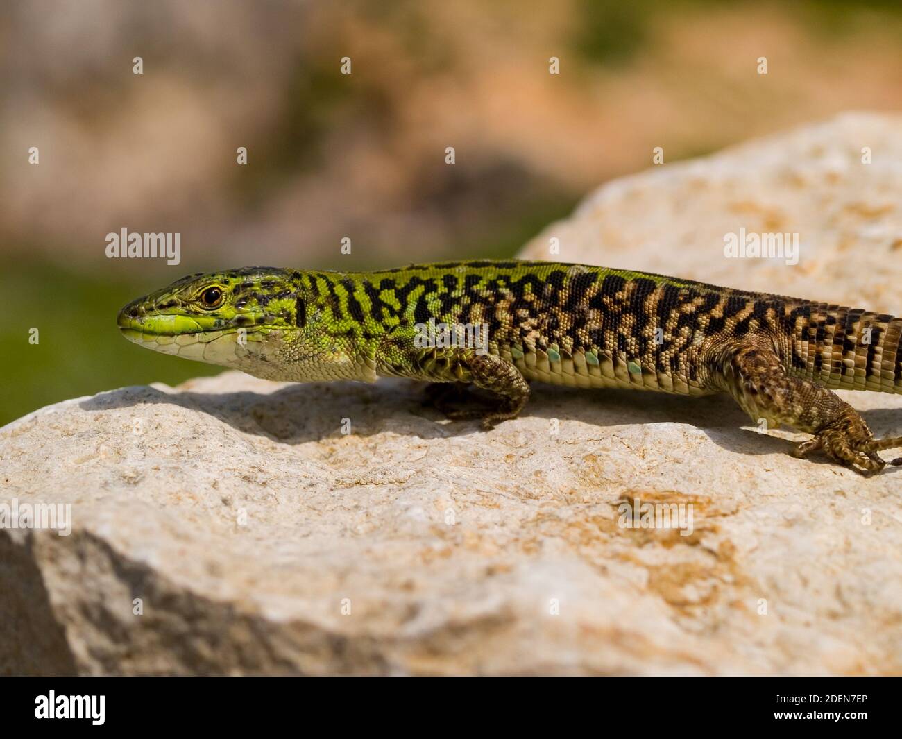 ruin lizard, podarcis siculus in croatia Stock Photo - Alamy