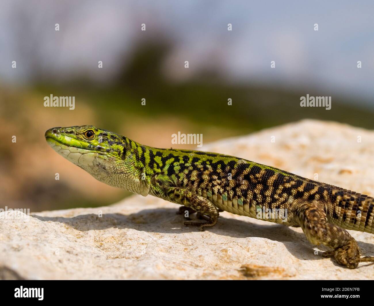 ruin lizard, podarcis siculus in croatia Stock Photo - Alamy