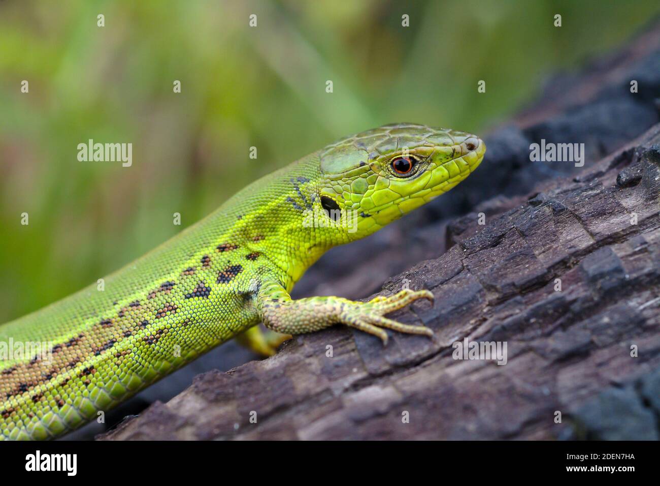 podarcis tauricus, balcan wall lizard, taurica Stock Photo - Alamy
