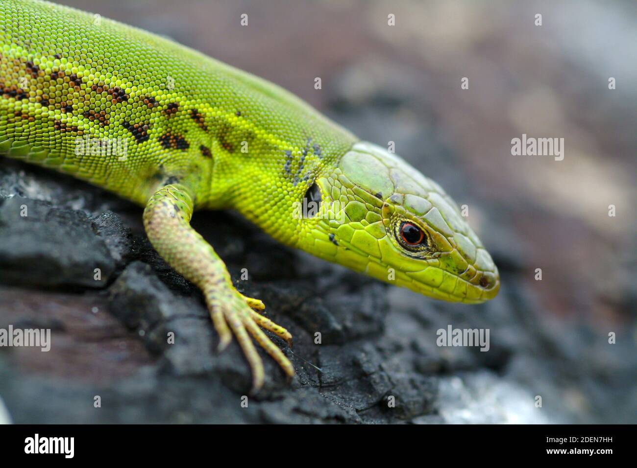 podarcis tauricus, balcan wall lizard, taurica Stock Photo - Alamy