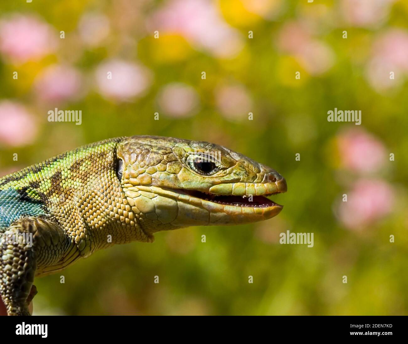 podarcis tauricus, balcan wall lizard, taurica Stock Photo - Alamy