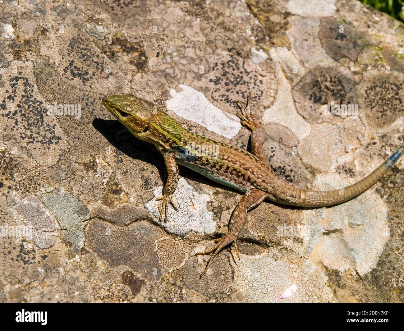 podarcis tauricus, balcan wall lizard, taurica Stock Photo - Alamy