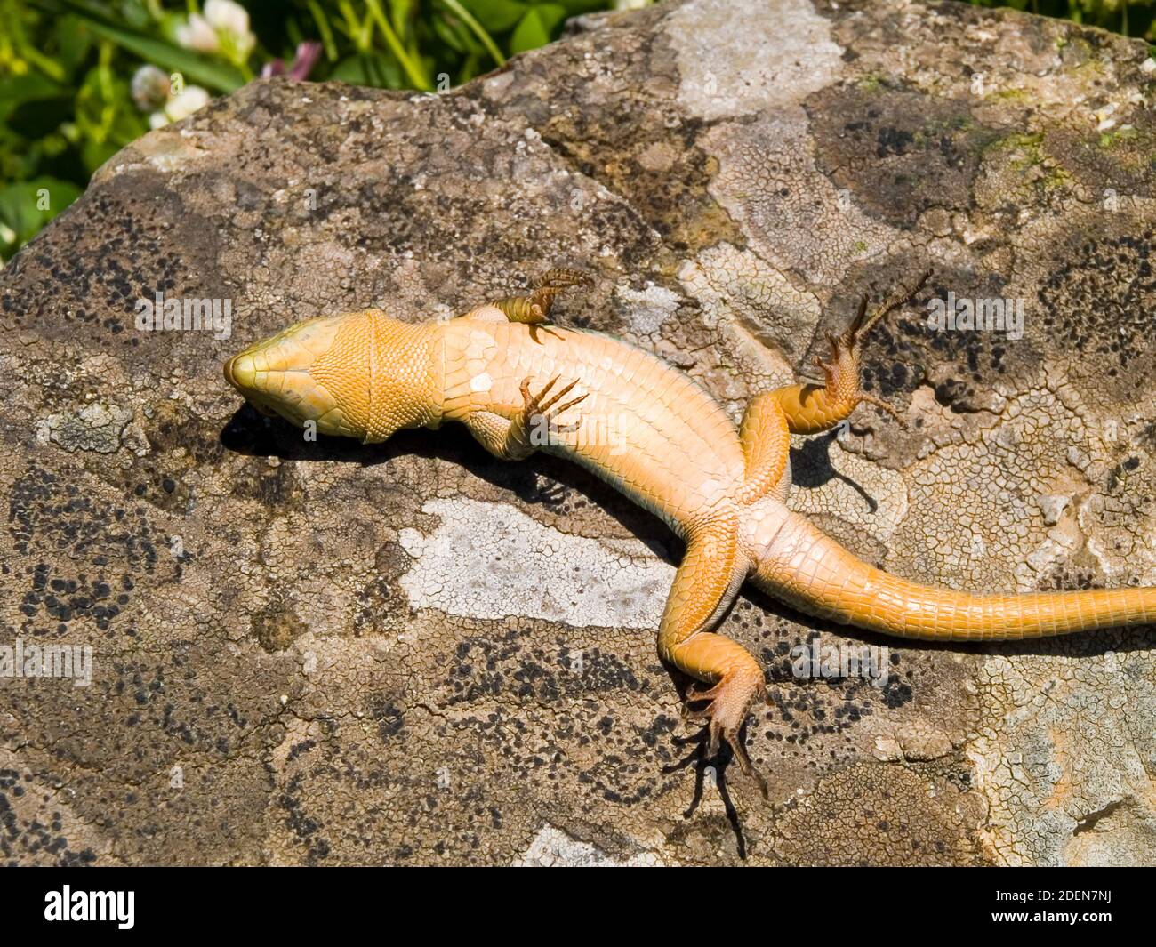 podarcis tauricus, balcan wall lizard, taurica Stock Photo - Alamy