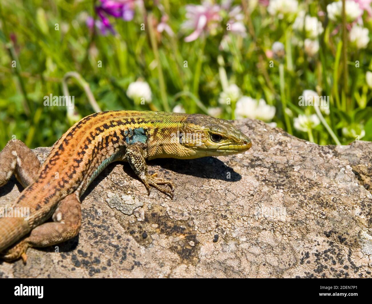 podarcis tauricus, balcan wall lizard, taurica Stock Photo - Alamy