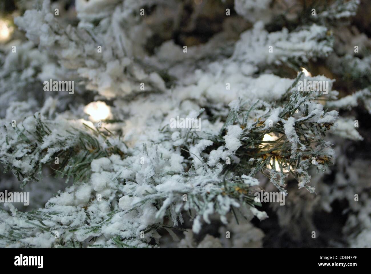 Christmas tree scene background with lights and frost covered branches ...