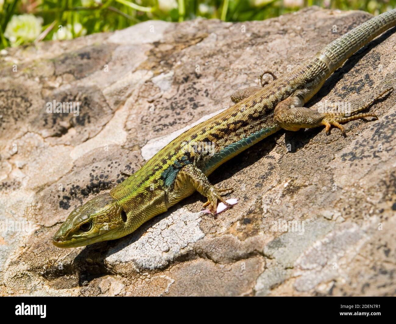podarcis tauricus, balcan wall lizard, taurica Stock Photo - Alamy