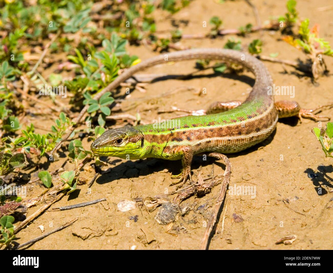 podarcis tauricus, balcan wall lizard, taurica Stock Photo - Alamy