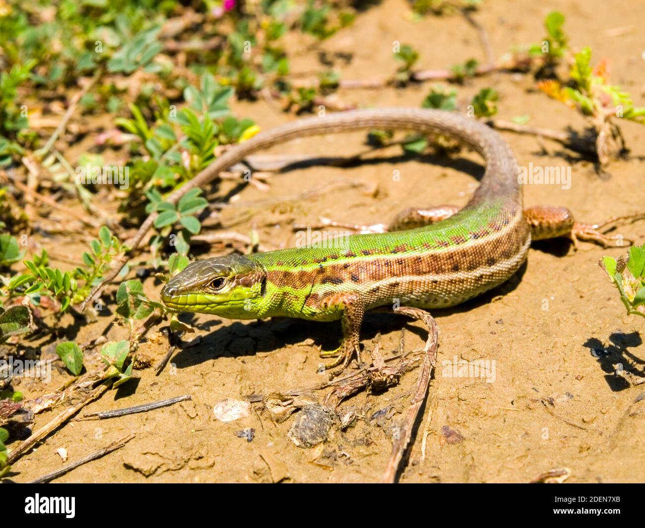 podarcis tauricus, balcan wall lizard, taurica Stock Photo - Alamy