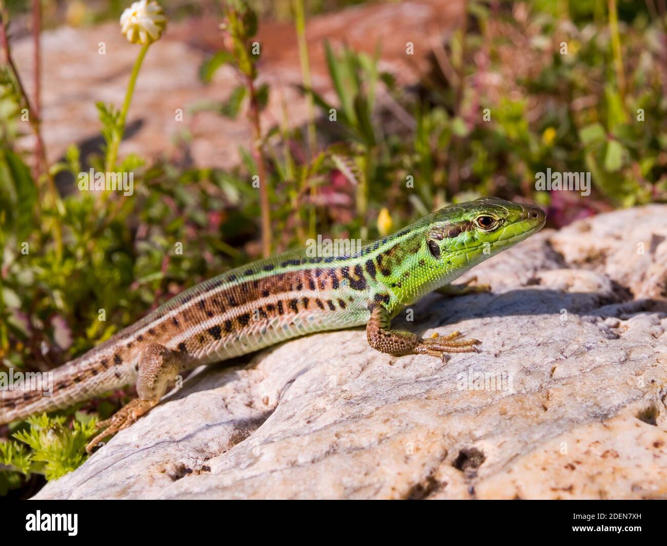 podarcis tauricus, balcan wall lizard, taurica Stock Photo - Alamy