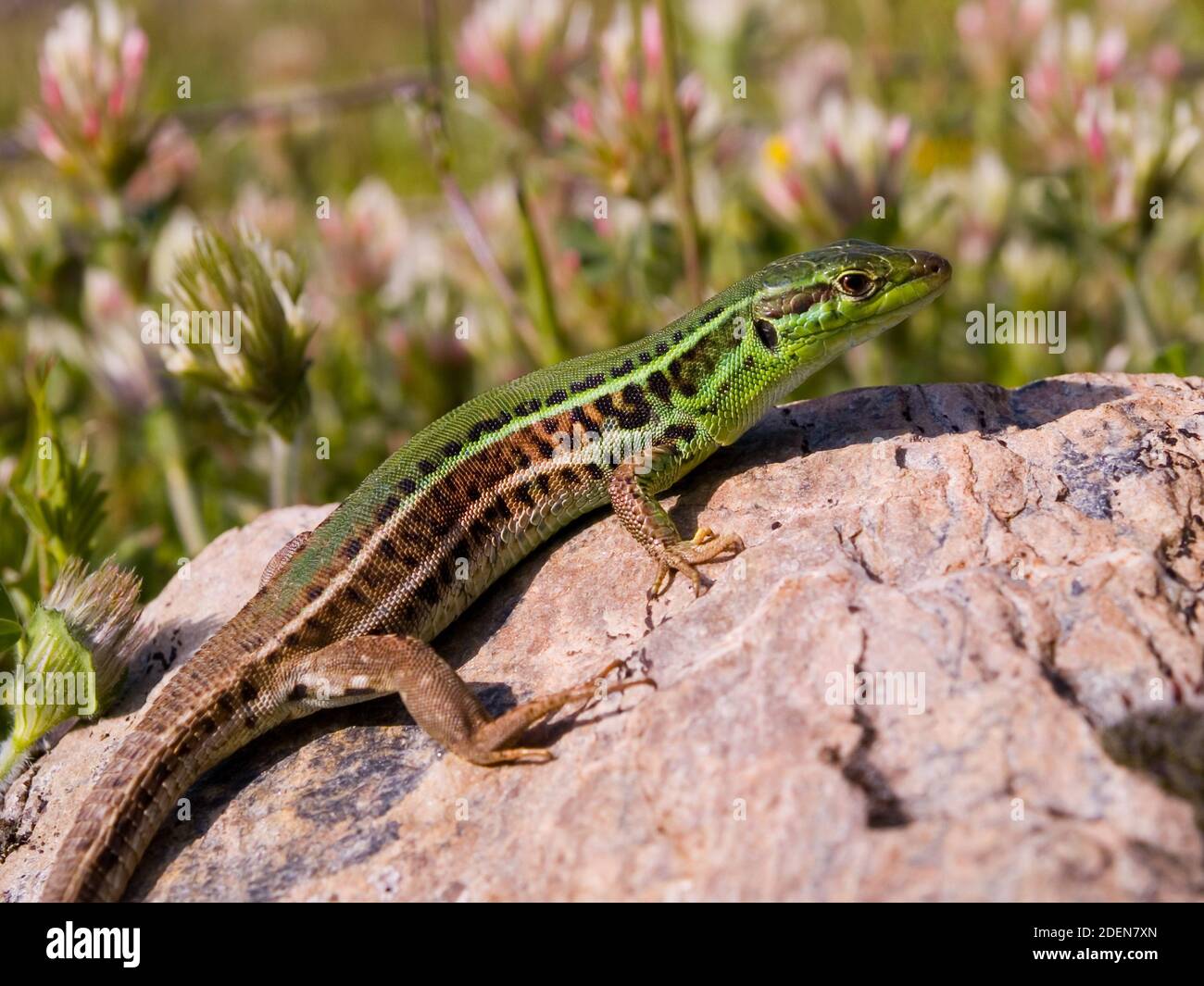 podarcis tauricus, balcan wall lizard, taurica Stock Photo - Alamy