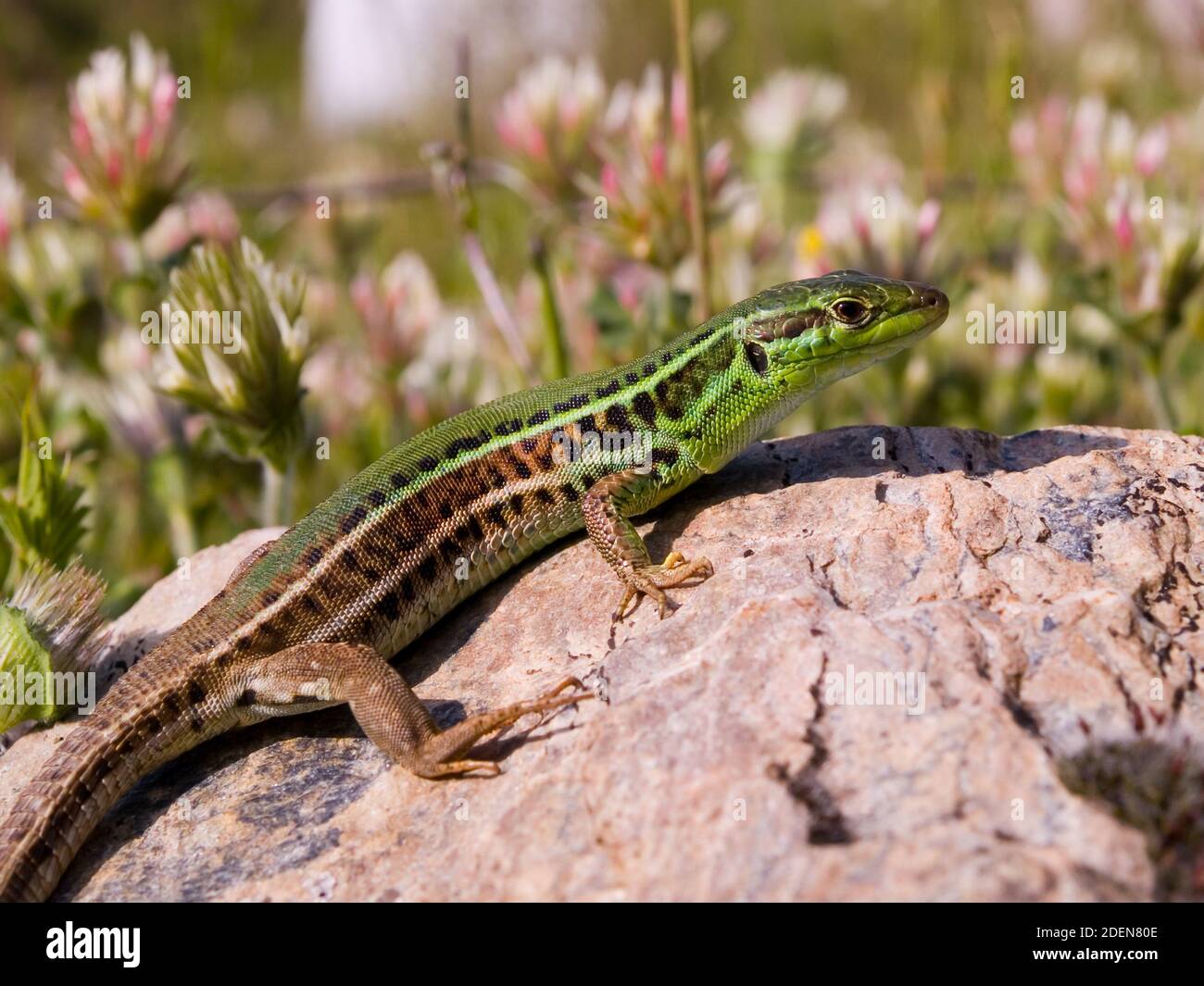podarcis tauricus, balcan wall lizard, taurica Stock Photo - Alamy