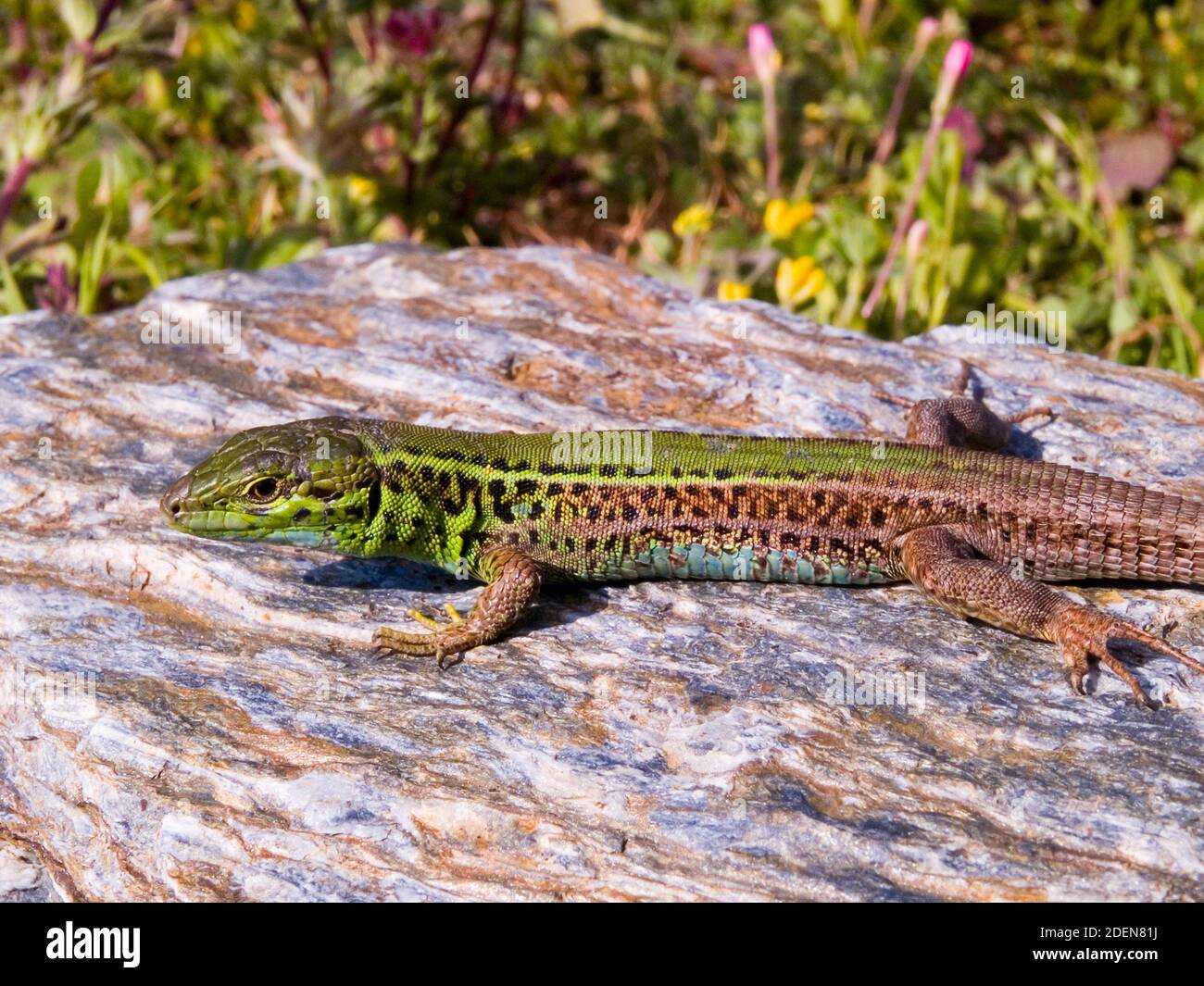 podarcis tauricus, balcan wall lizard, taurica Stock Photo - Alamy