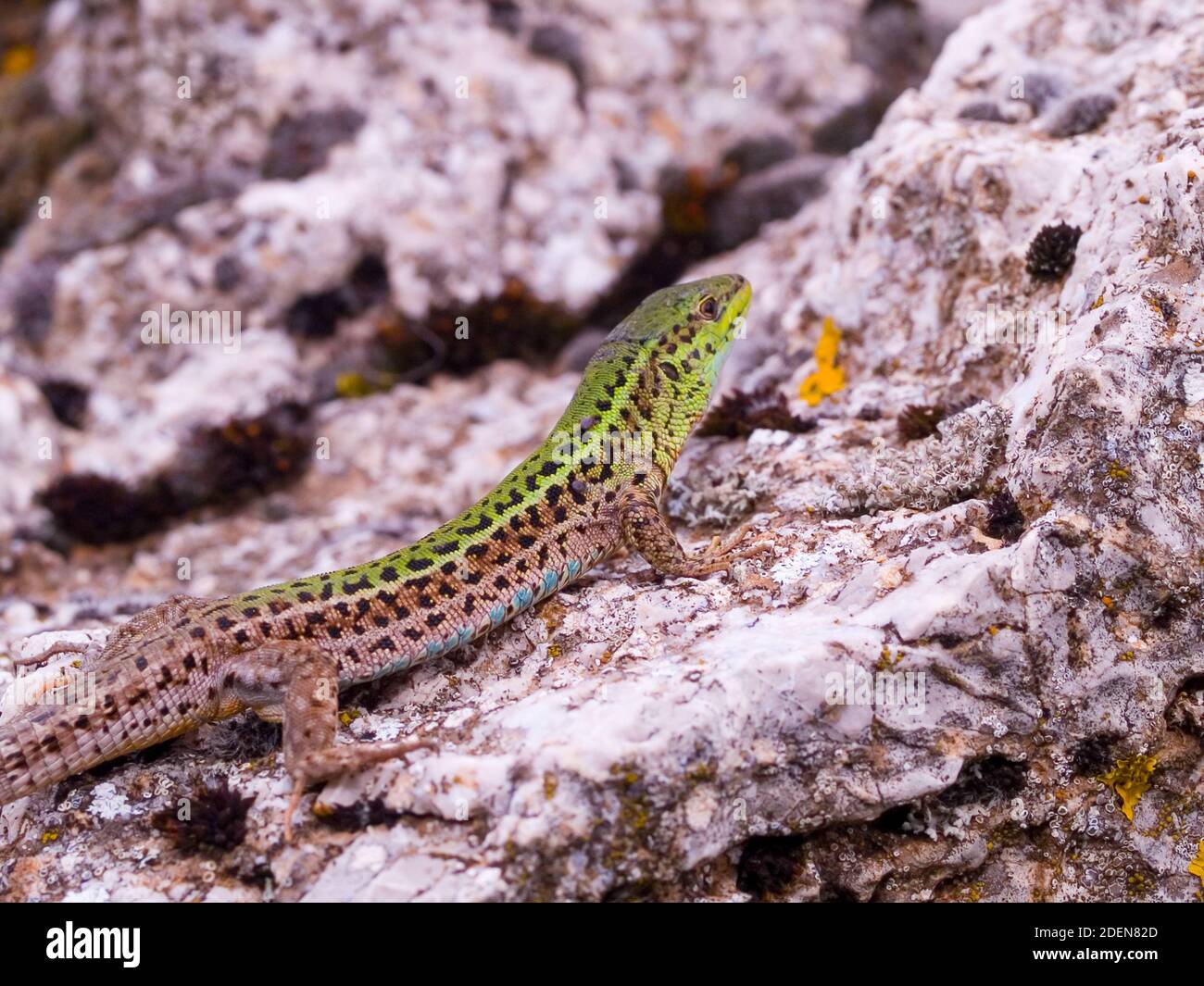 podarcis tauricus, balcan wall lizard, taurica Stock Photo - Alamy