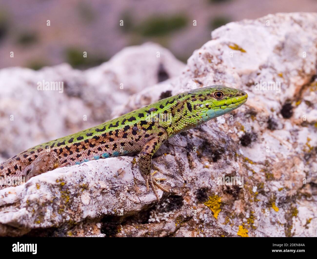 podarcis tauricus, balcan wall lizard, taurica Stock Photo - Alamy
