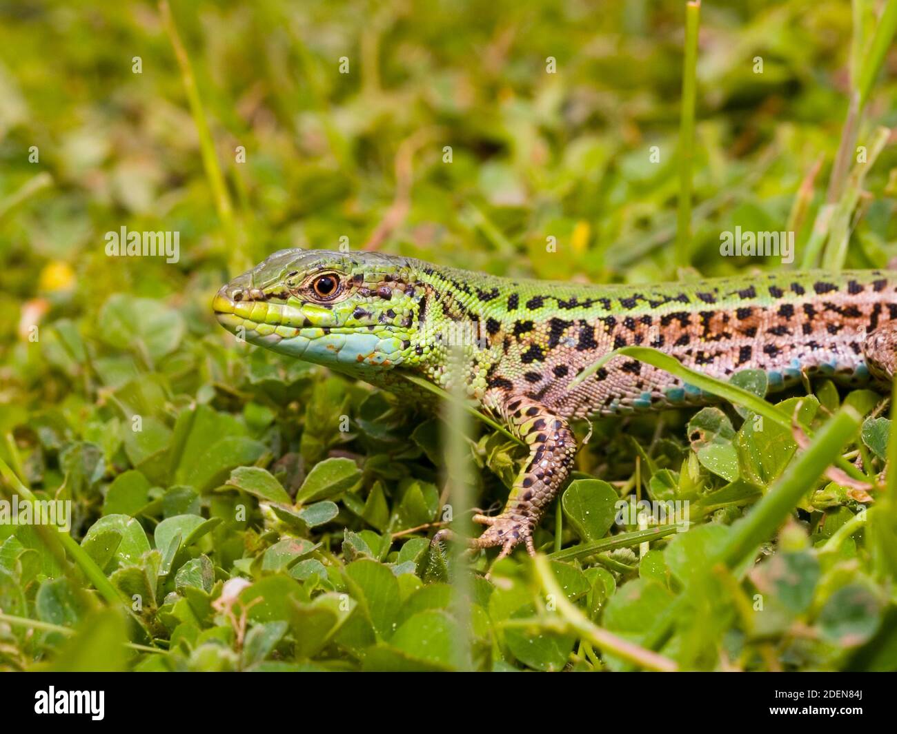 podarcis tauricus, balcan wall lizard, taurica Stock Photo - Alamy