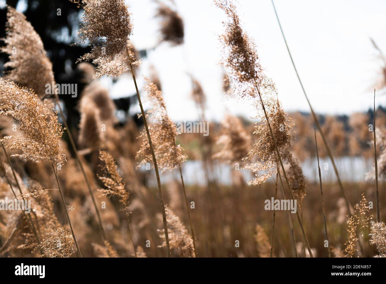 Dry reed hi-res stock photography and images - Alamy