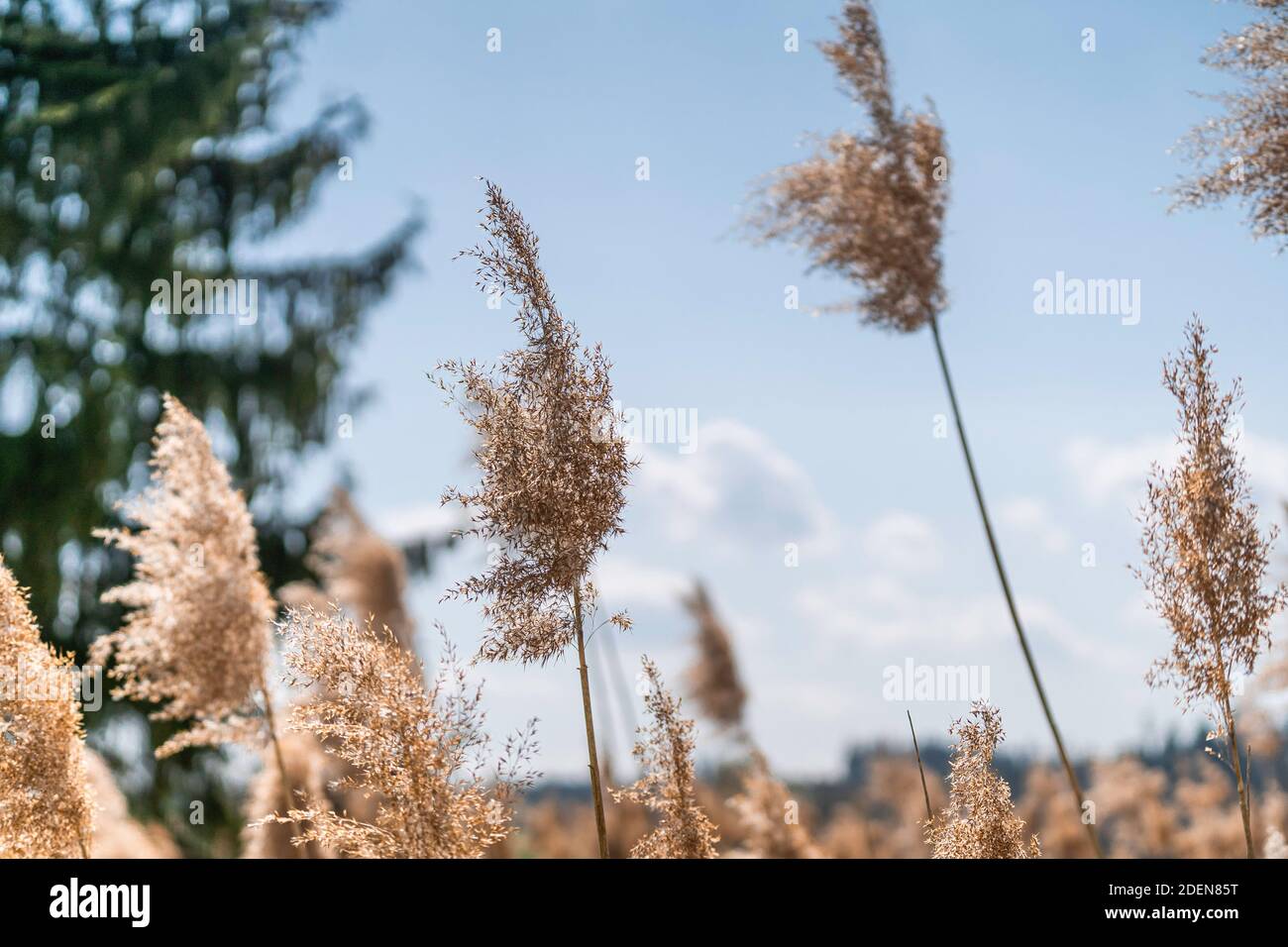 brown dry reed with down above - depth of field Stock Photo - Alamy