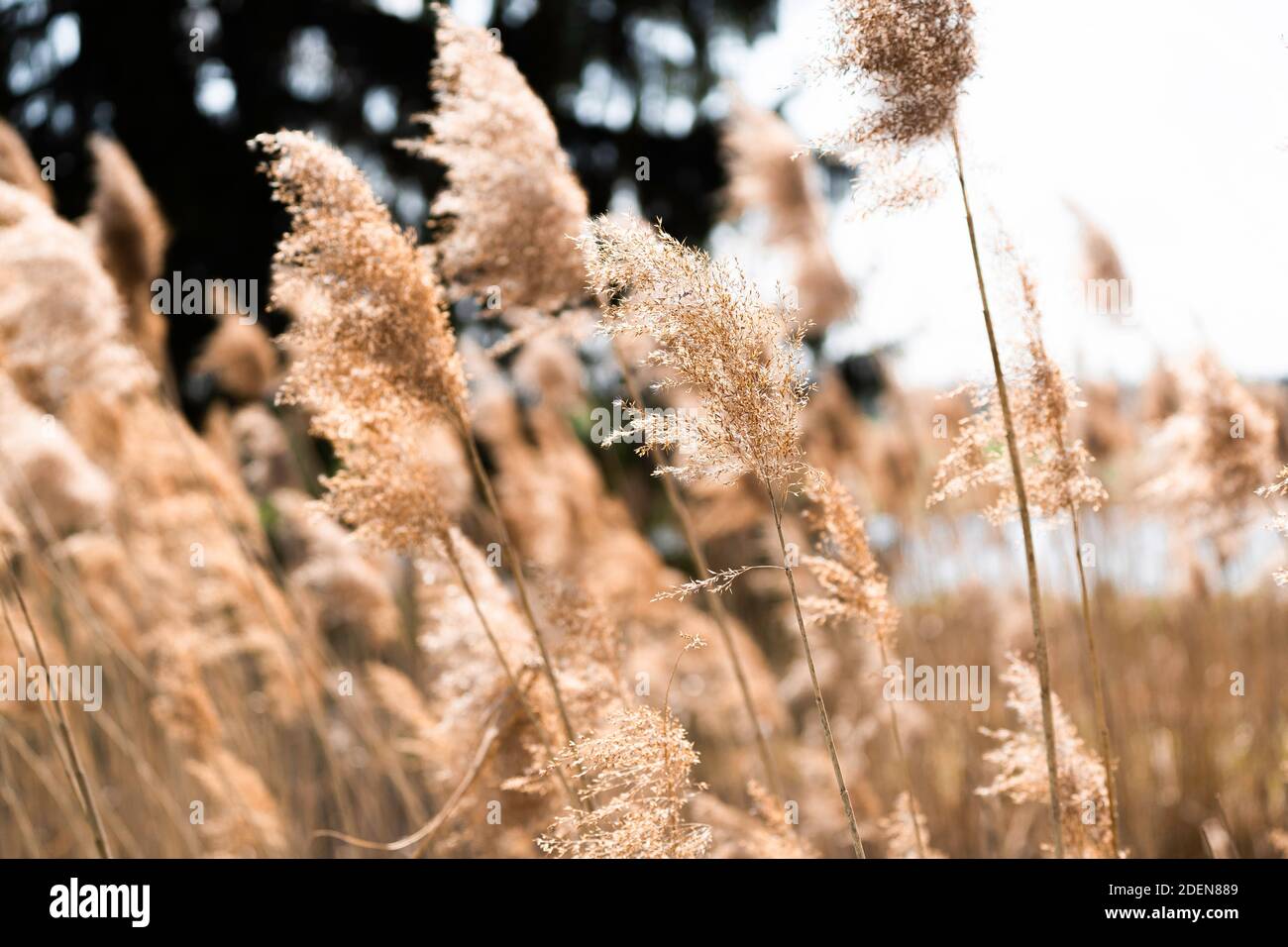 brown dry reed with down above - depth of field Stock Photo - Alamy