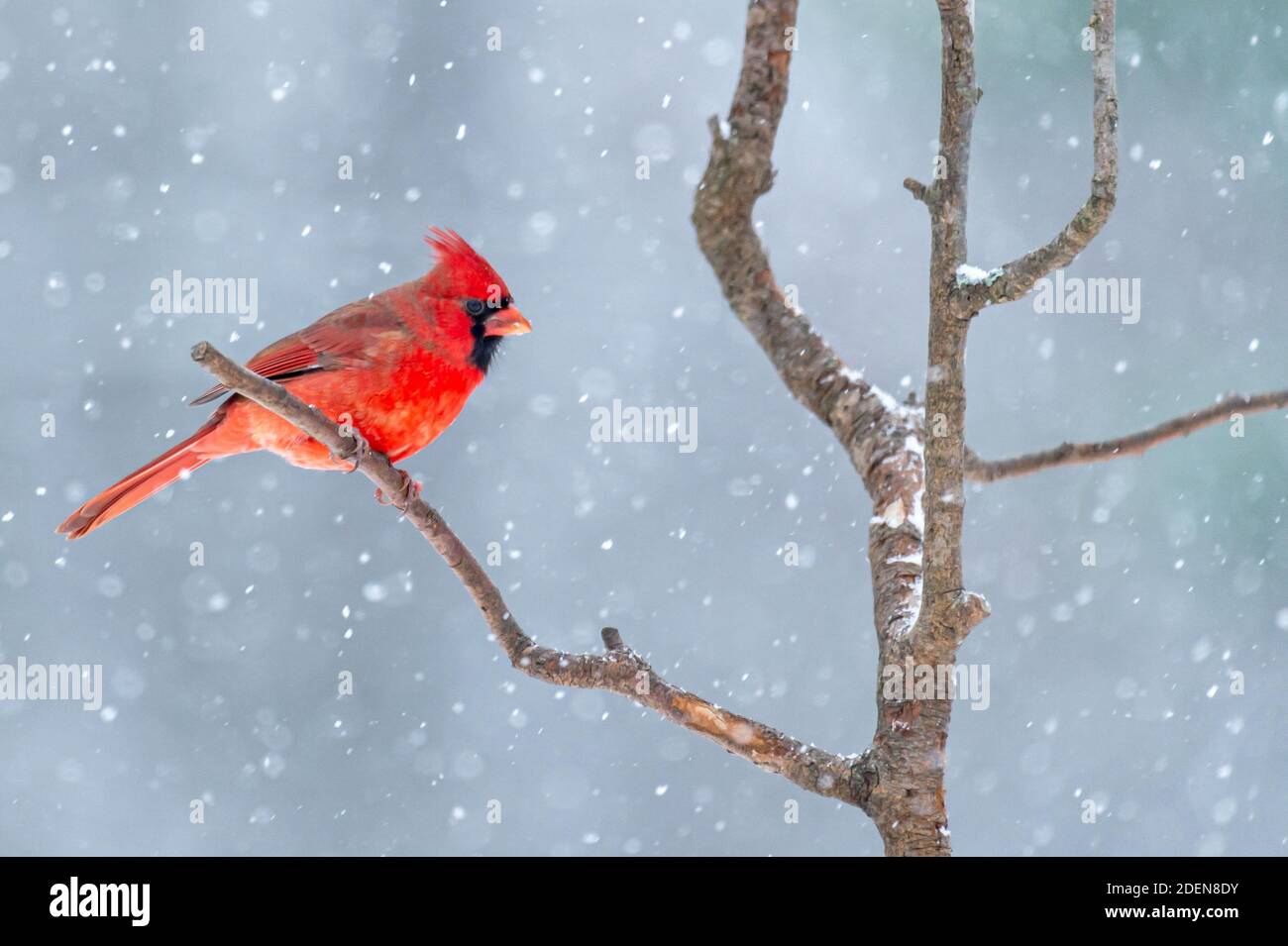 Northern cardinal in my background Stock Photo - Alamy