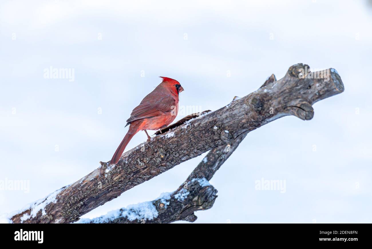 Northern cardinal in my background Stock Photo - Alamy