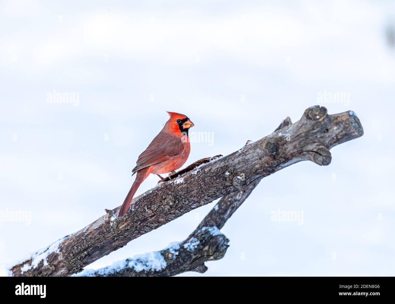 Northern cardinal hi-res stock photography and images - Alamy