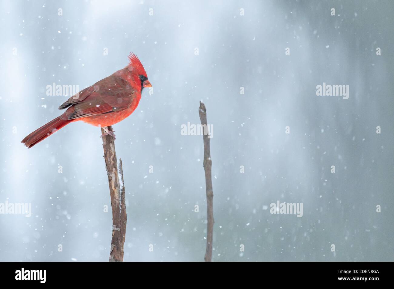 Northern cardinal in my background Stock Photo - Alamy