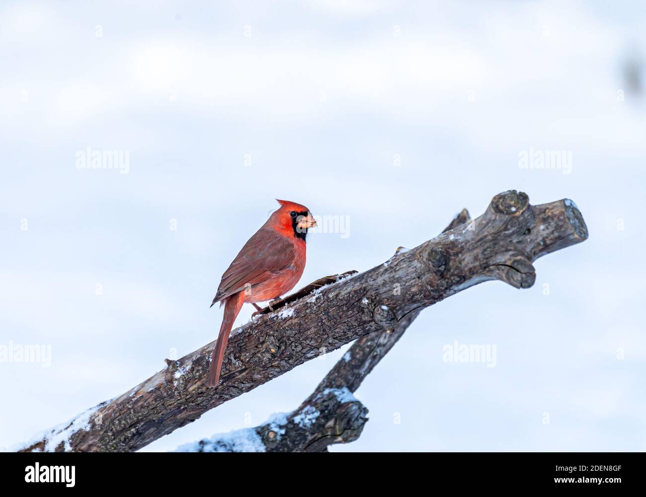 Northern cardinal in my background Stock Photo - Alamy