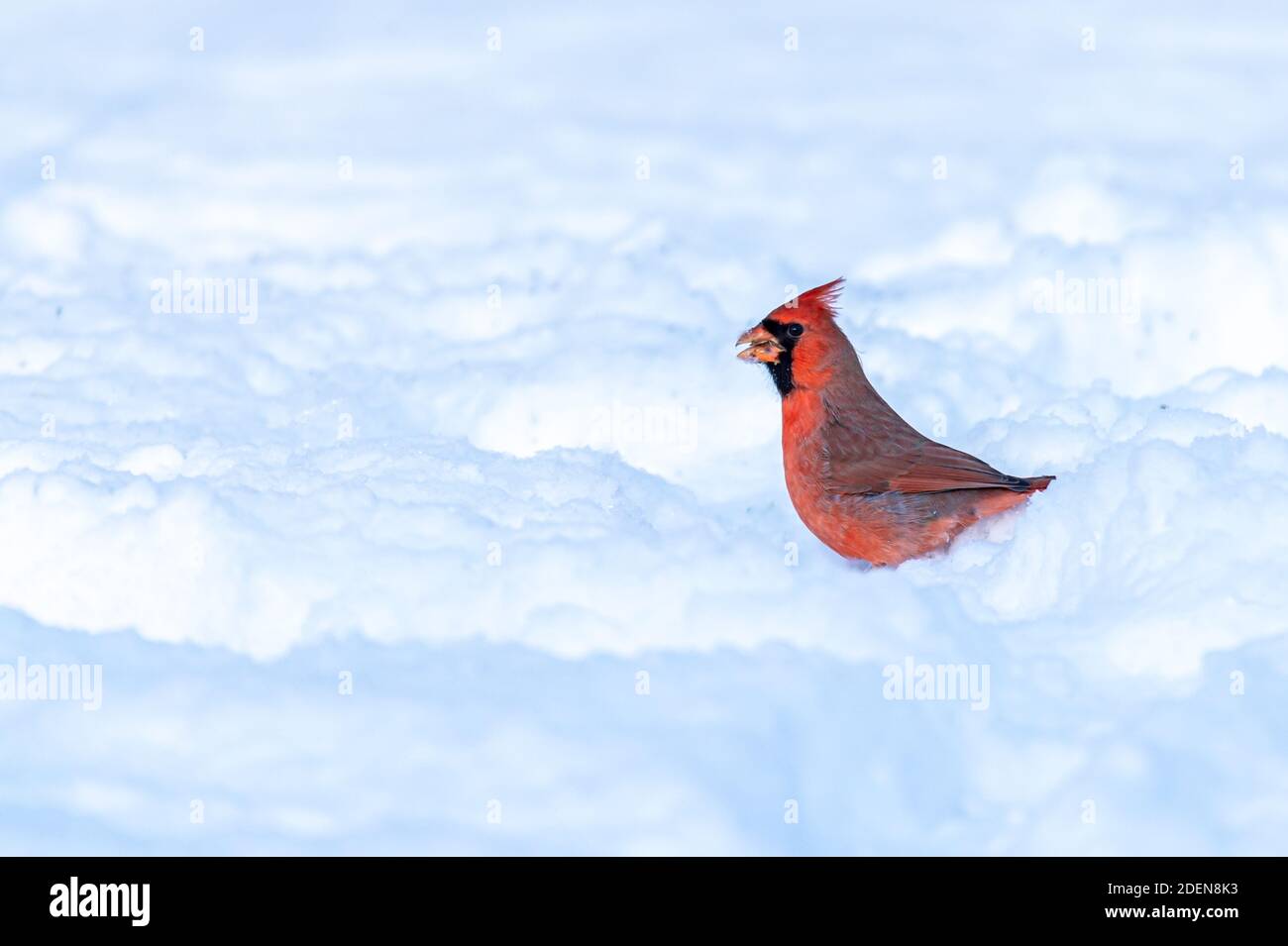Northern cardinal in my background Stock Photo - Alamy