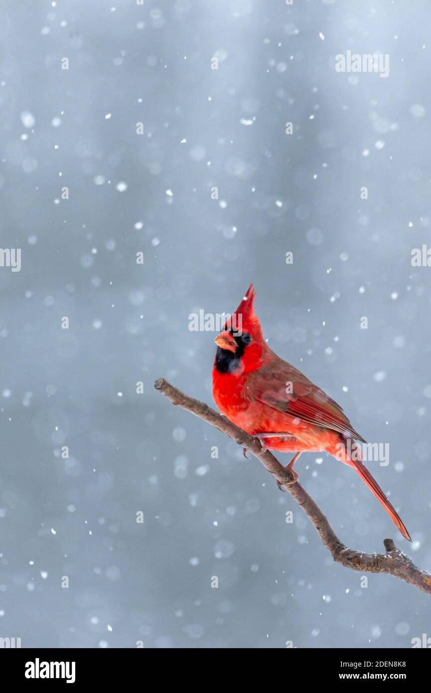 Northern cardinal in my background Stock Photo - Alamy