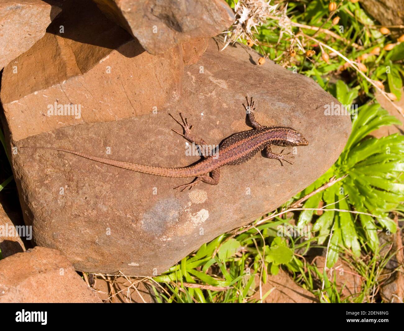 madeira wall lizard, teira dugesii in portugal Stock Photo - Alamy