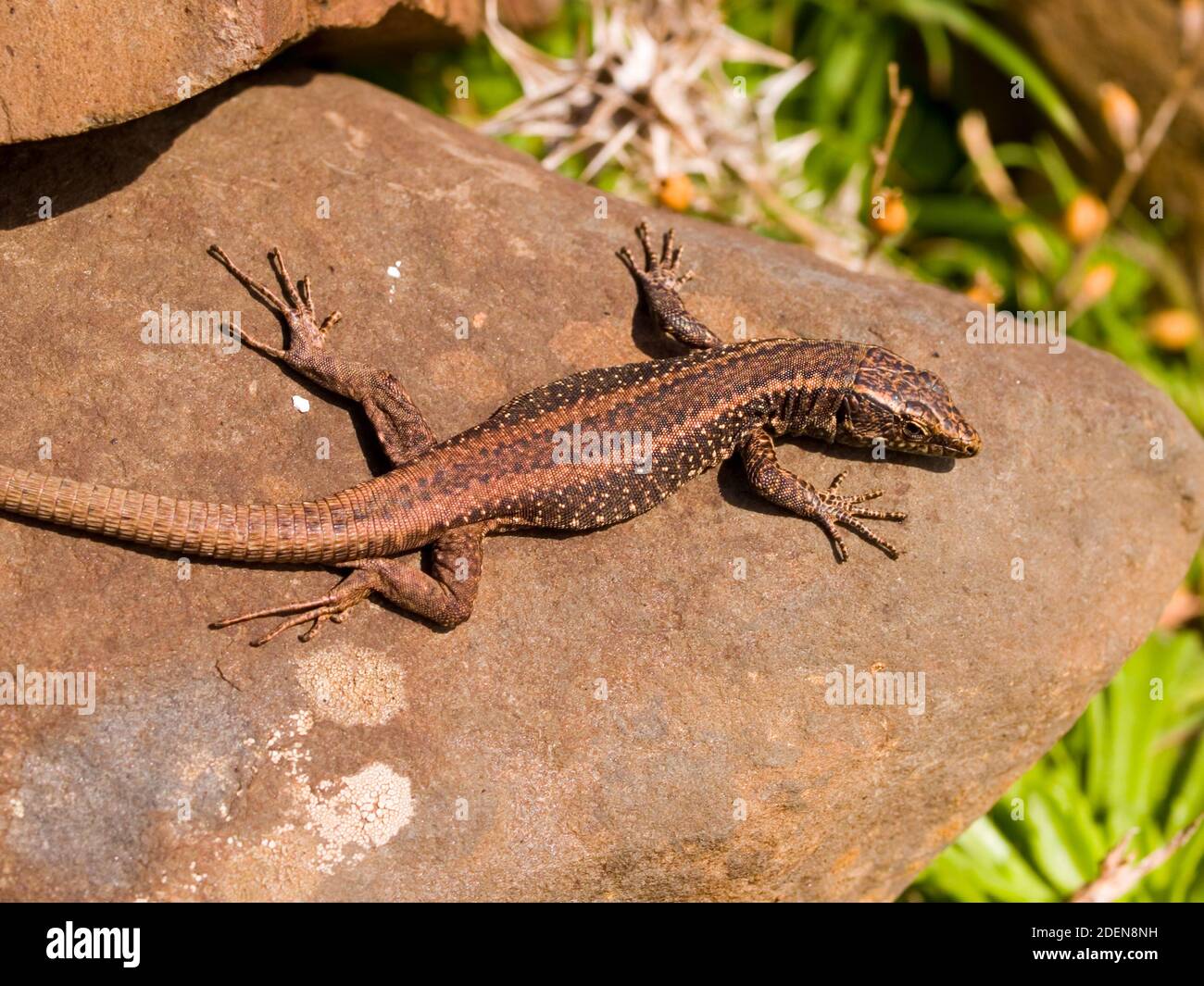 madeira wall lizard, teira dugesii in portugal Stock Photo - Alamy