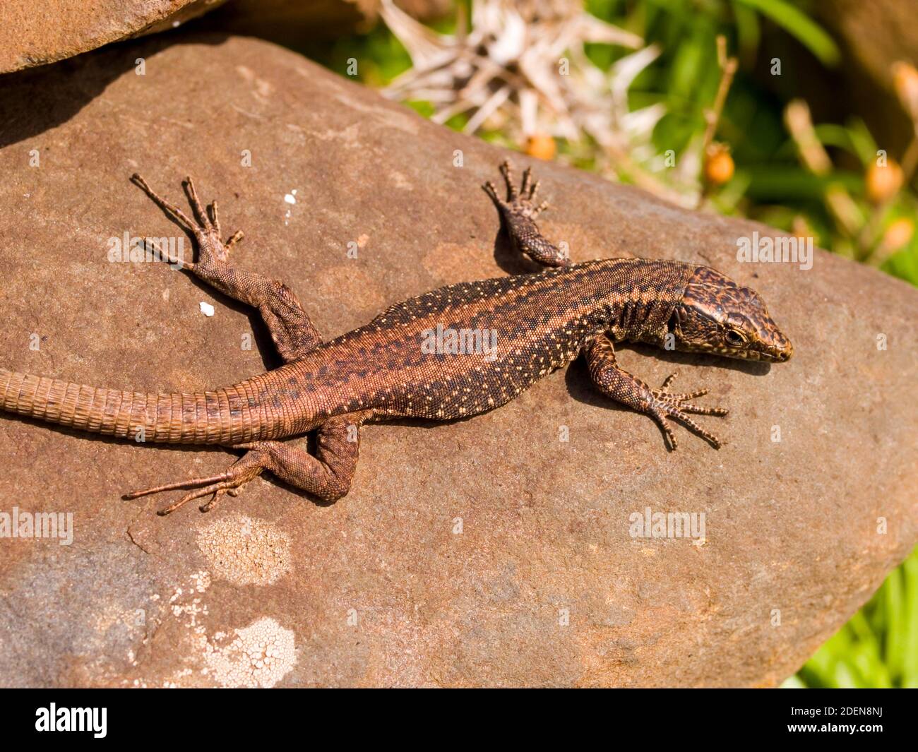 madeira wall lizard, teira dugesii in portugal Stock Photo - Alamy