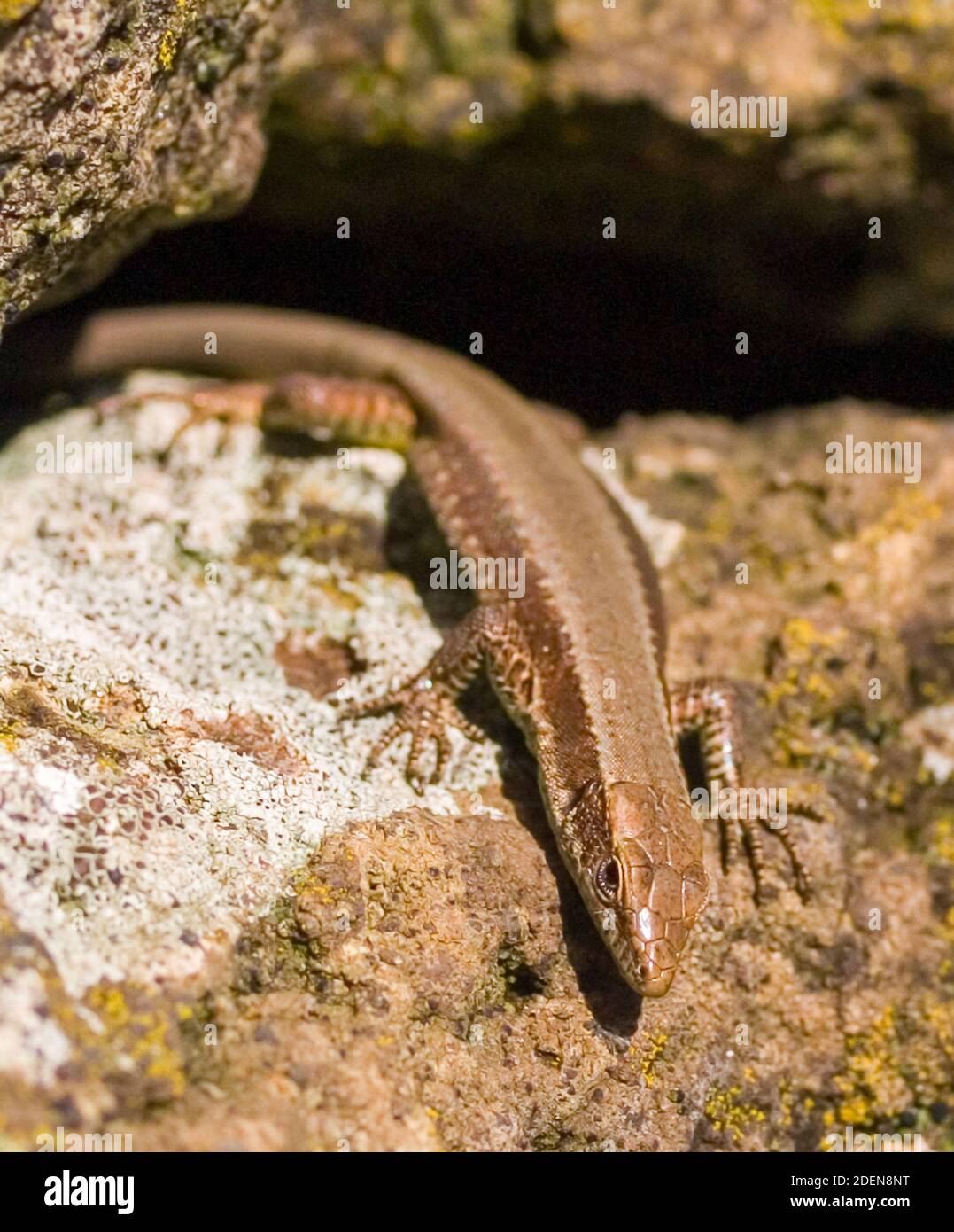 madeira wall lizard, teira dugesii in portugal Stock Photo - Alamy