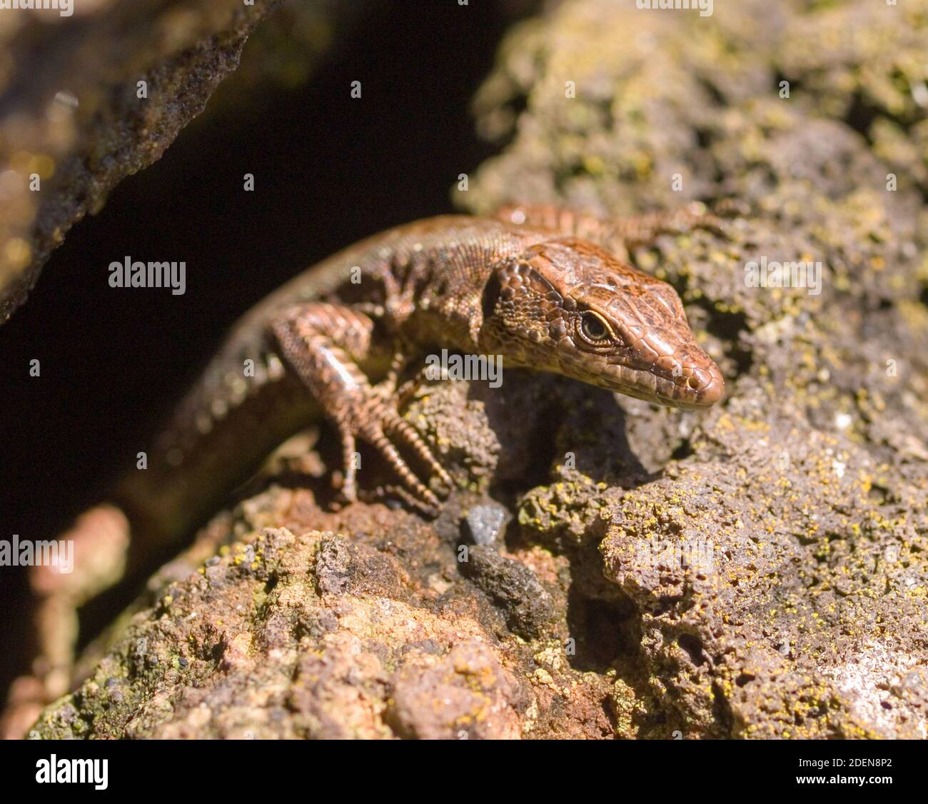 madeira wall lizard, teira dugesii in portugal Stock Photo - Alamy