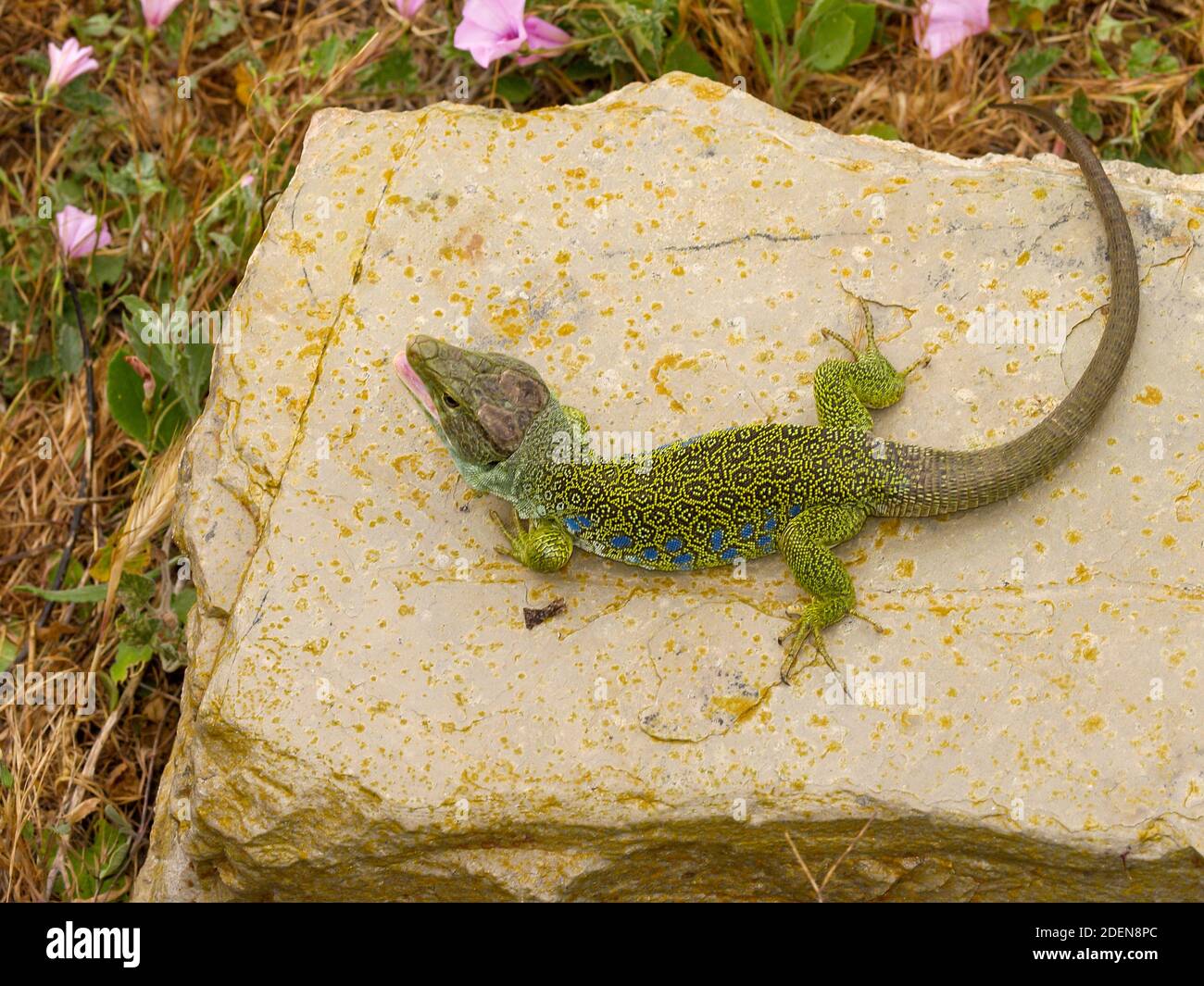ocellated lizard, timon lepidus, lacerta lepida in spain Stock Photo ...
