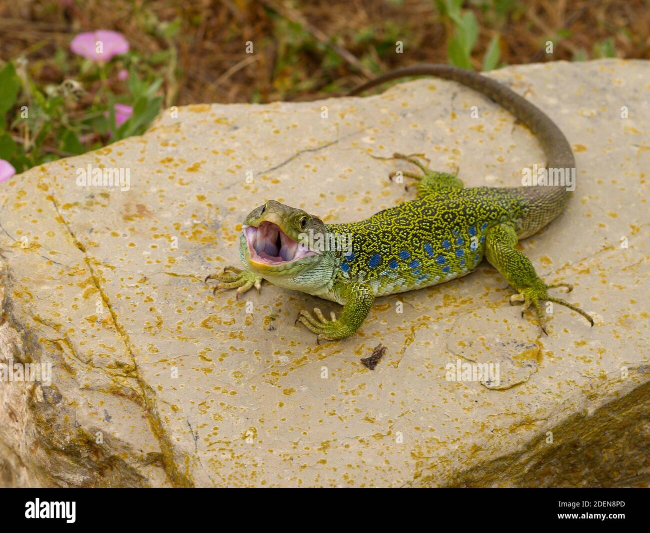 ocellated lizard, timon lepidus, lacerta lepida in spain Stock Photo ...