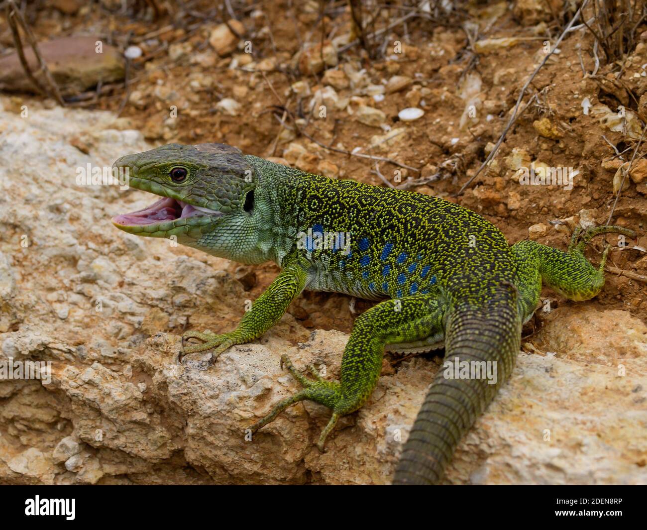 ocellated lizard, timon lepidus, lacerta lepida in spain Stock Photo ...