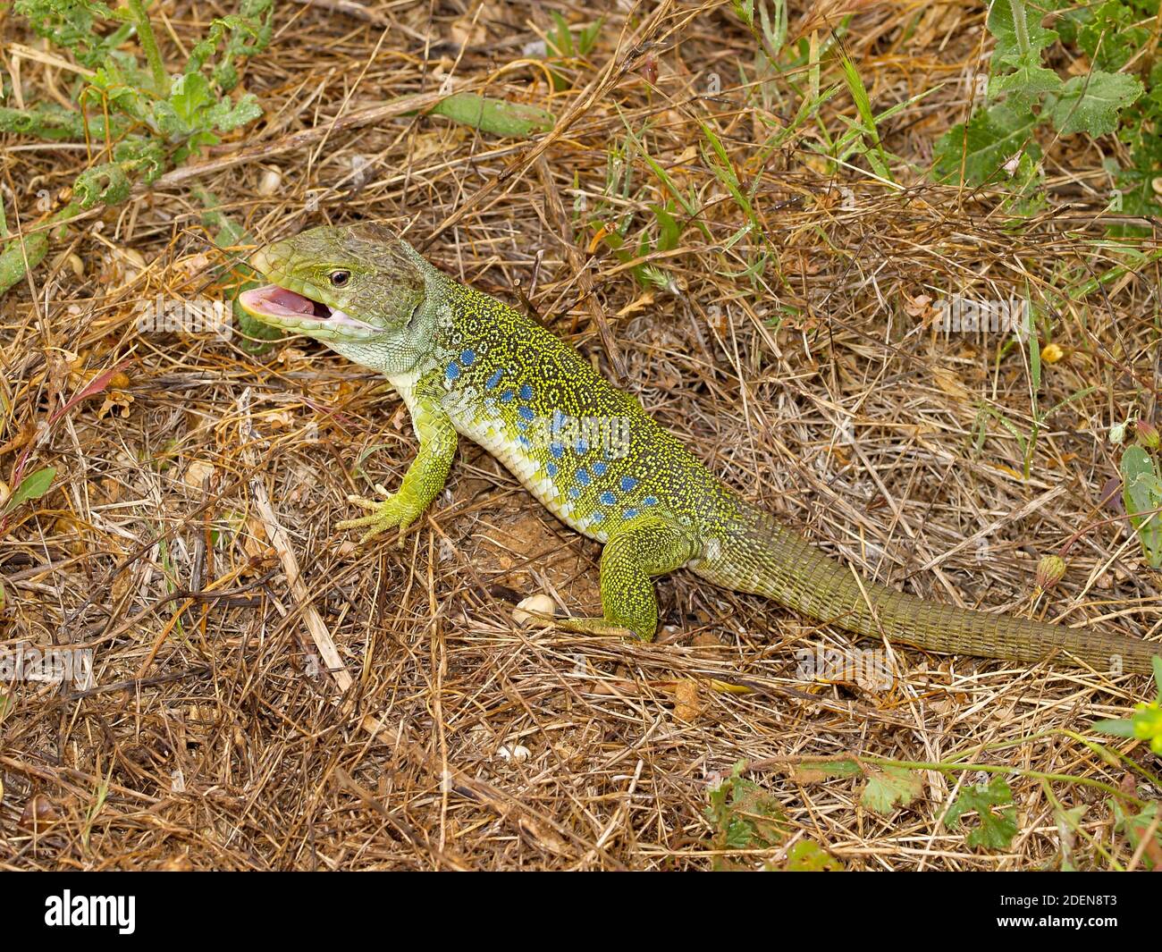 ocellated lizard, timon lepidus, lacerta lepida in spain Stock Photo ...
