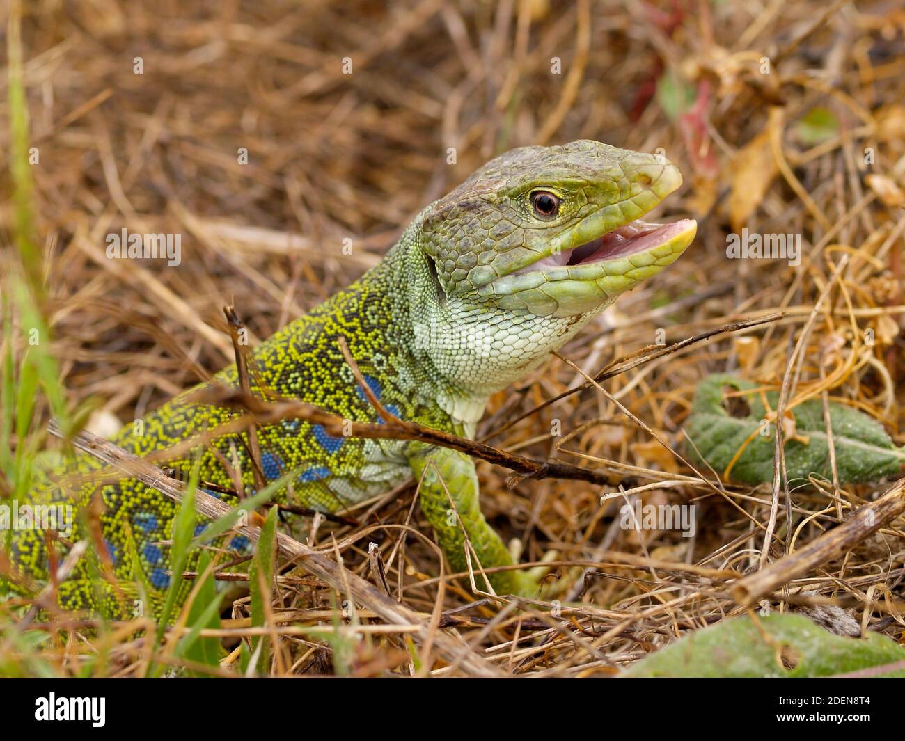 ocellated lizard, timon lepidus, lacerta lepida in spain Stock Photo ...