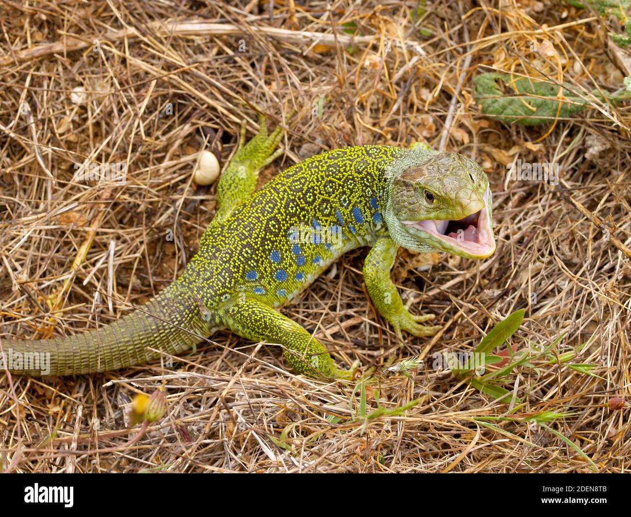 ocellated lizard, timon lepidus, lacerta lepida in spain Stock Photo ...